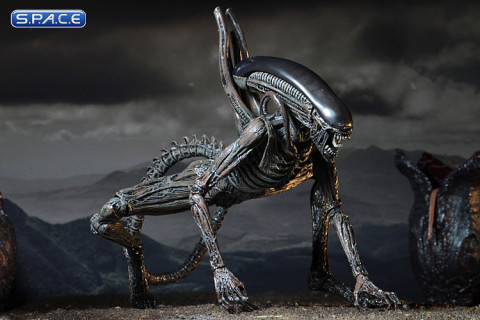 Xenomorph (Alien: Covenant)