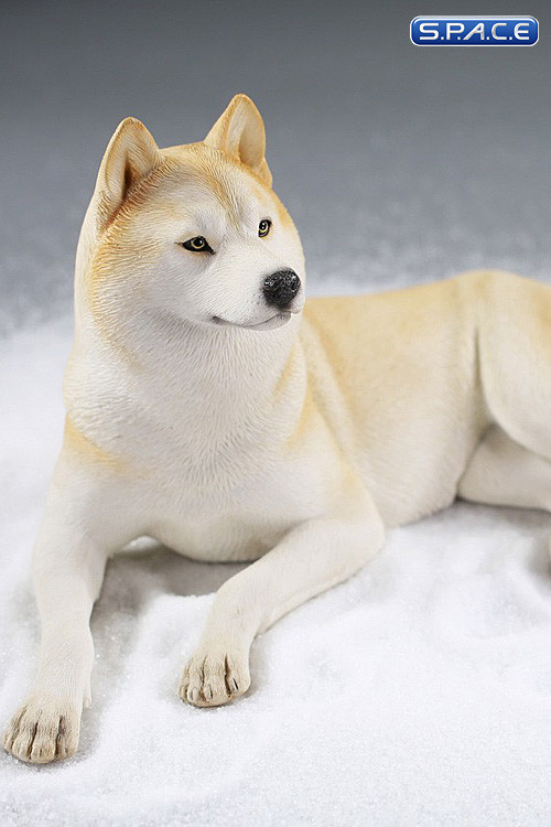 1/6 Scale lying Siberian Husky (cream)